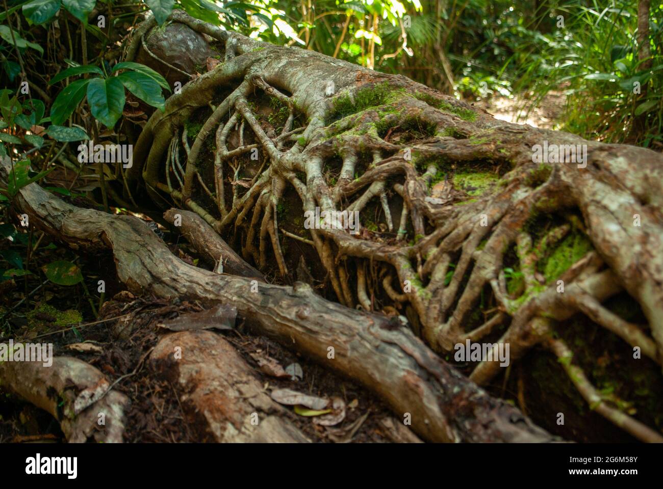 Strangler Fig on fallen tree Stock Photo - Alamy