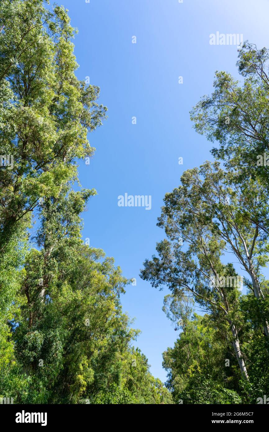 Lined trees hi-res stock photography and images - Alamy