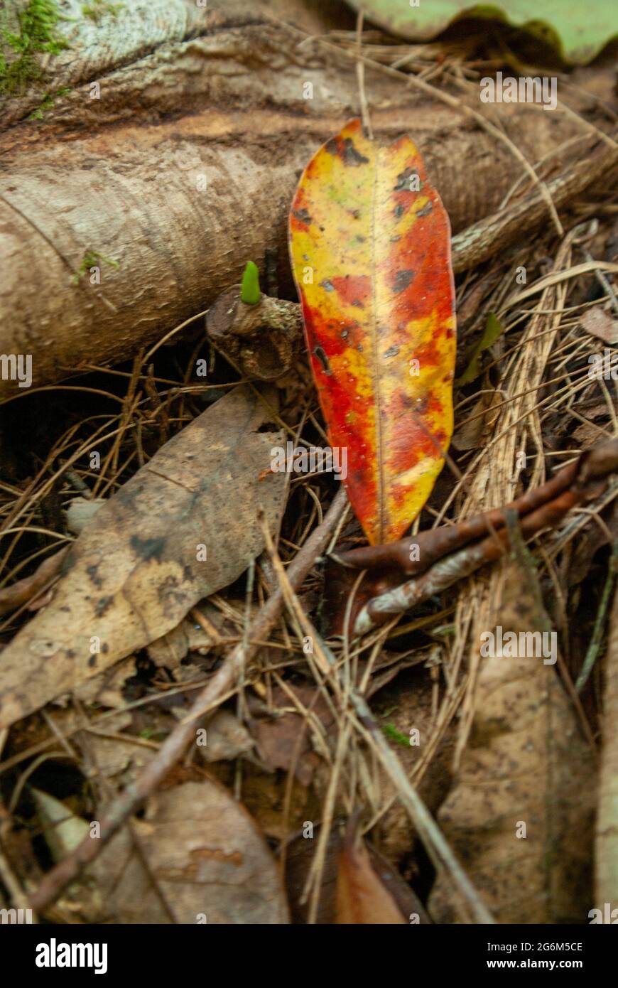 Red Leaf on Forest Floor Stock Photo - Alamy