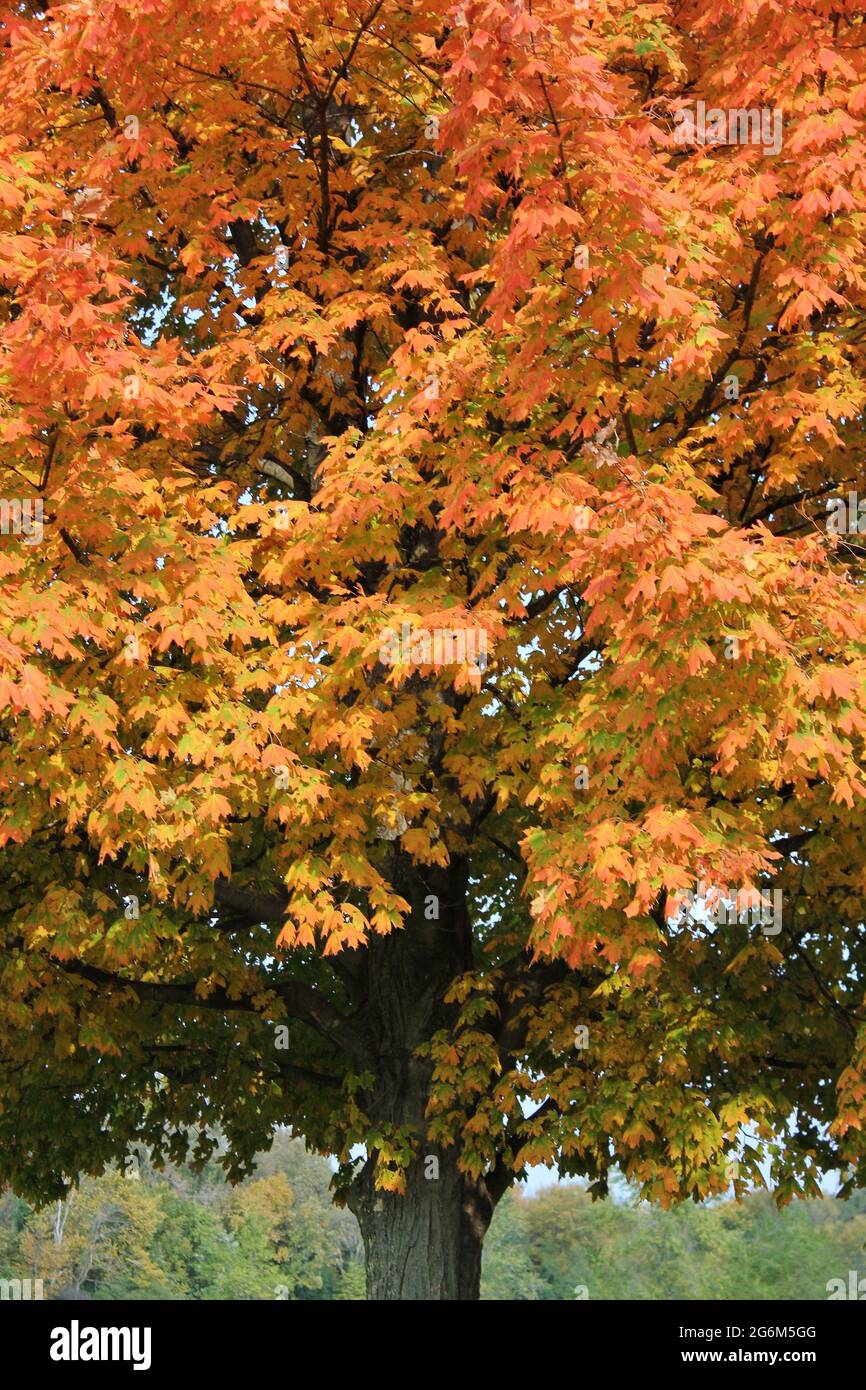 Autumn colors in the parks, a bright orange maple tree with fall colors ...