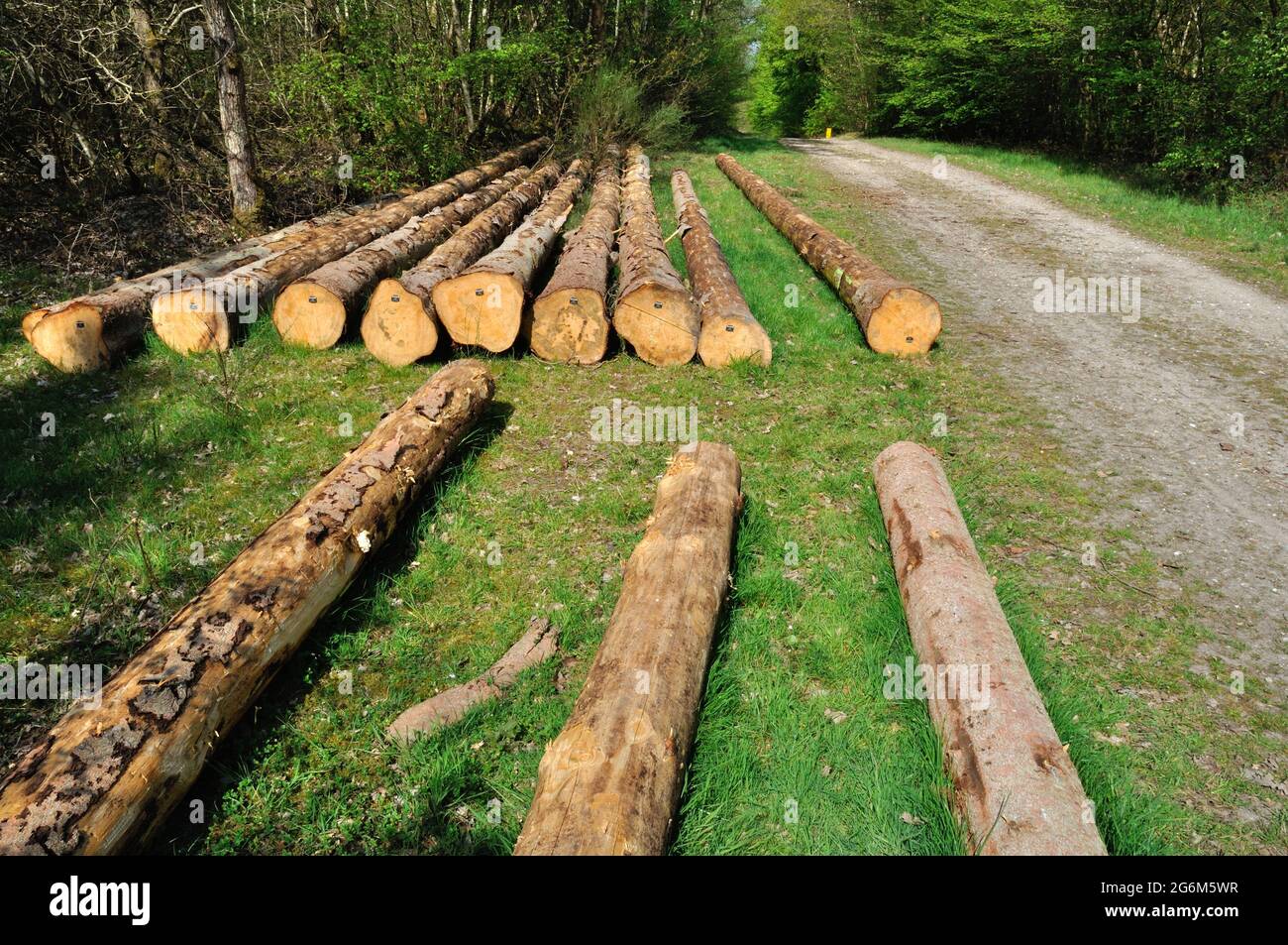 Cut tree trunks in the Saint-Pierre-Lès-Elbeuf communal forest Stock ...