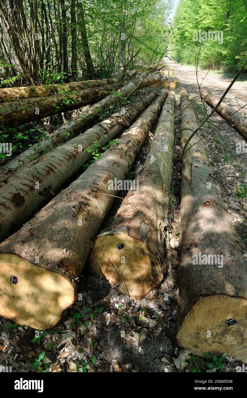 Cut tree trunks in the Saint-Pierre-Lès-Elbeuf communal forest Stock ...