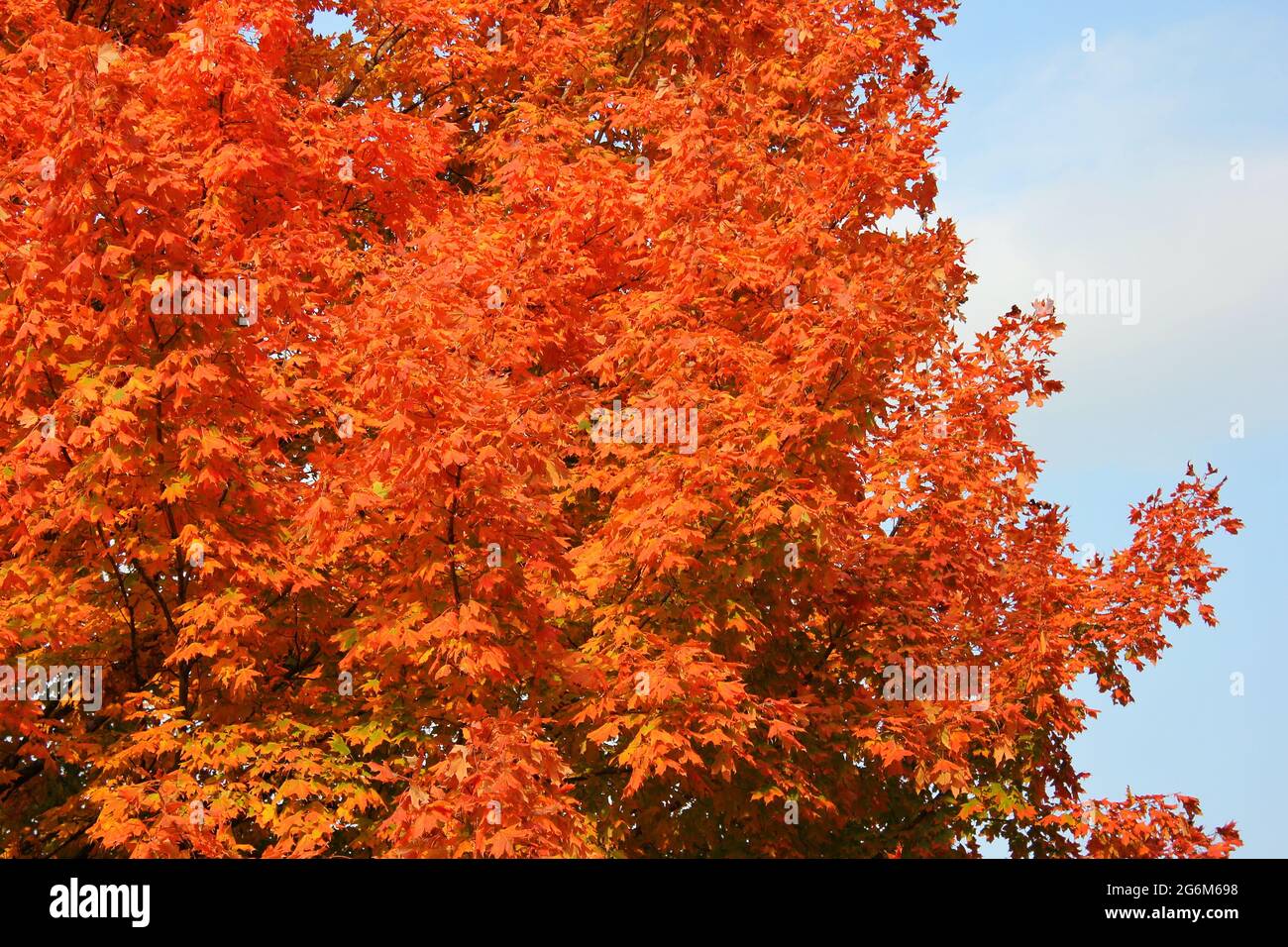 Autumn colors in the parks, a bright orange maple tree with fall colors ...