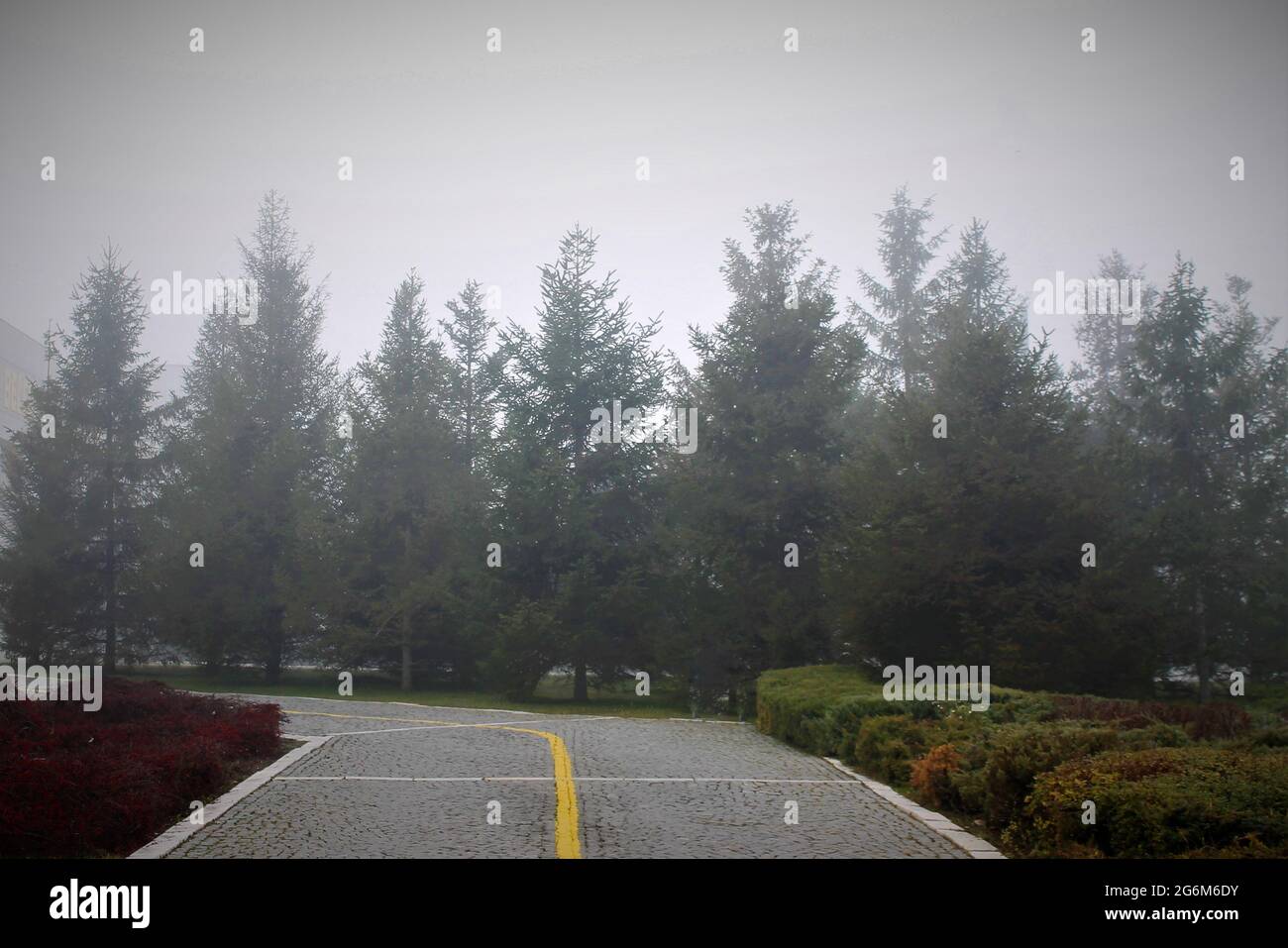 Pine trees in the fog hi-res stock photography and images - Alamy
