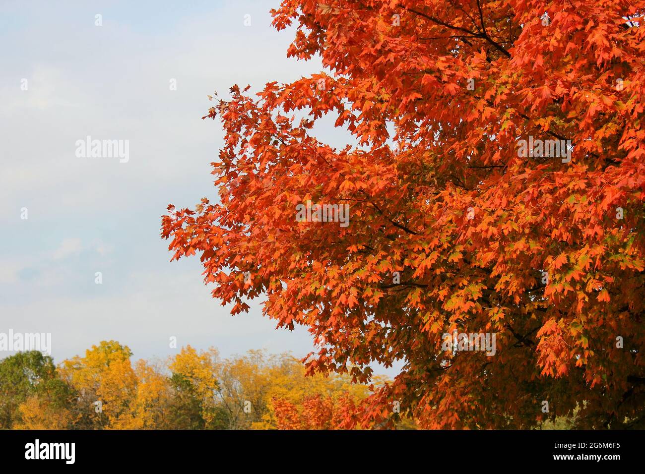 Autumn colors in the parks, a bright orange maple tree with fall colors ...