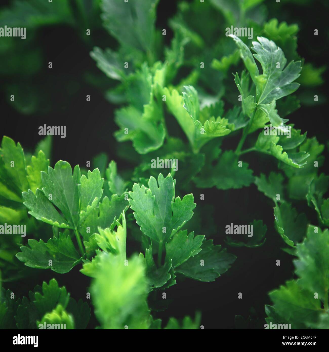 Herb texture hi-res stock photography and images - Alamy
