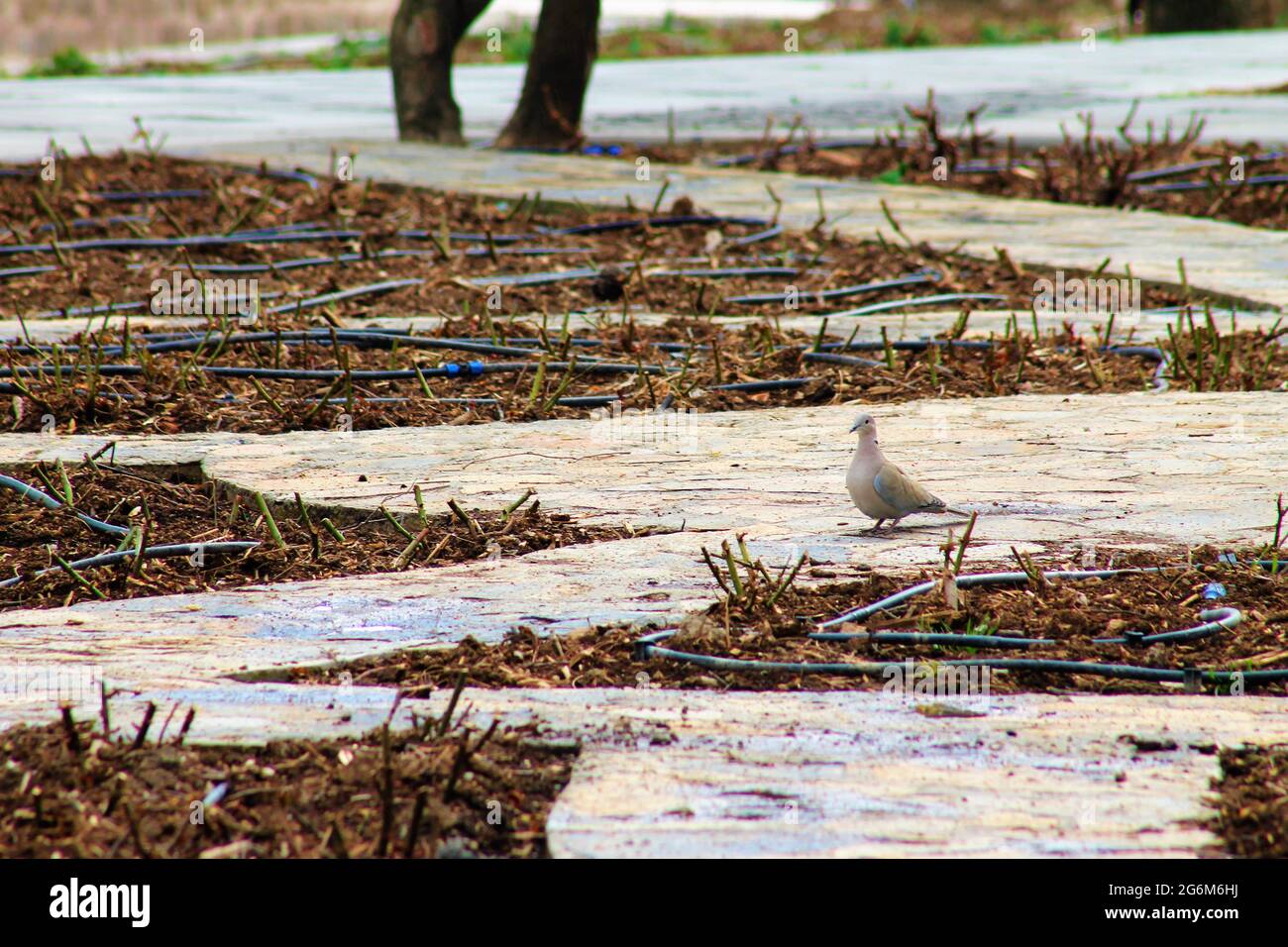 Double doves hi-res stock photography and images - Alamy