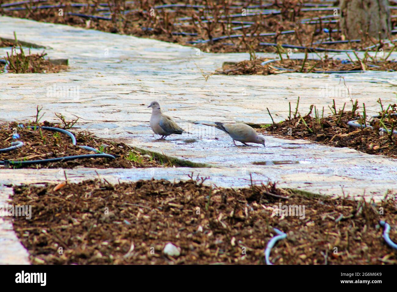 Double doves hi-res stock photography and images - Alamy