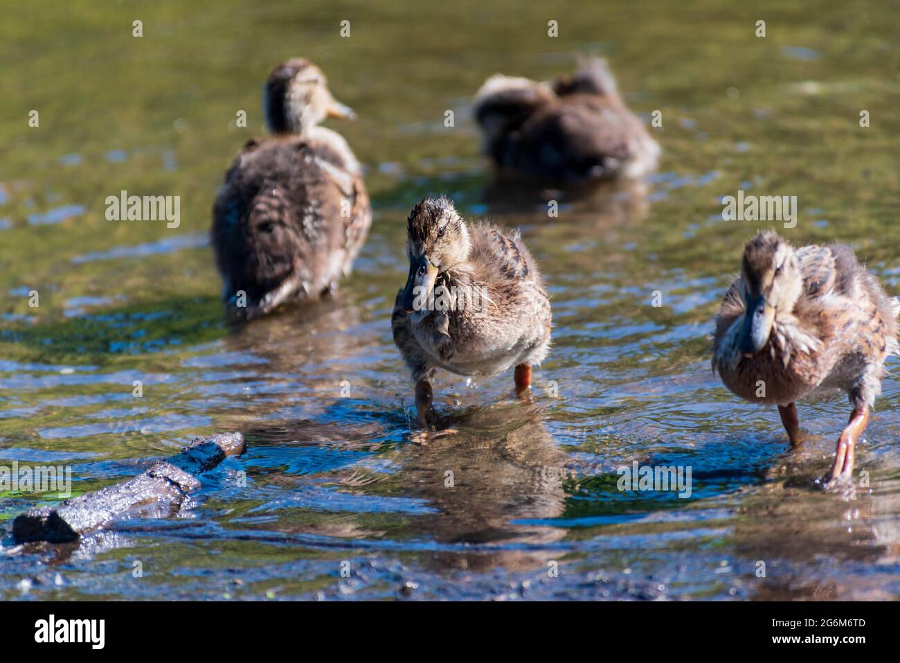 Canadian goose chicks walking and feeding in a river Stock Photo - Alamy