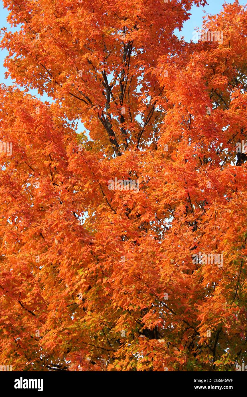 Autumn colors in the parks, a bright orange maple tree with fall colors ...