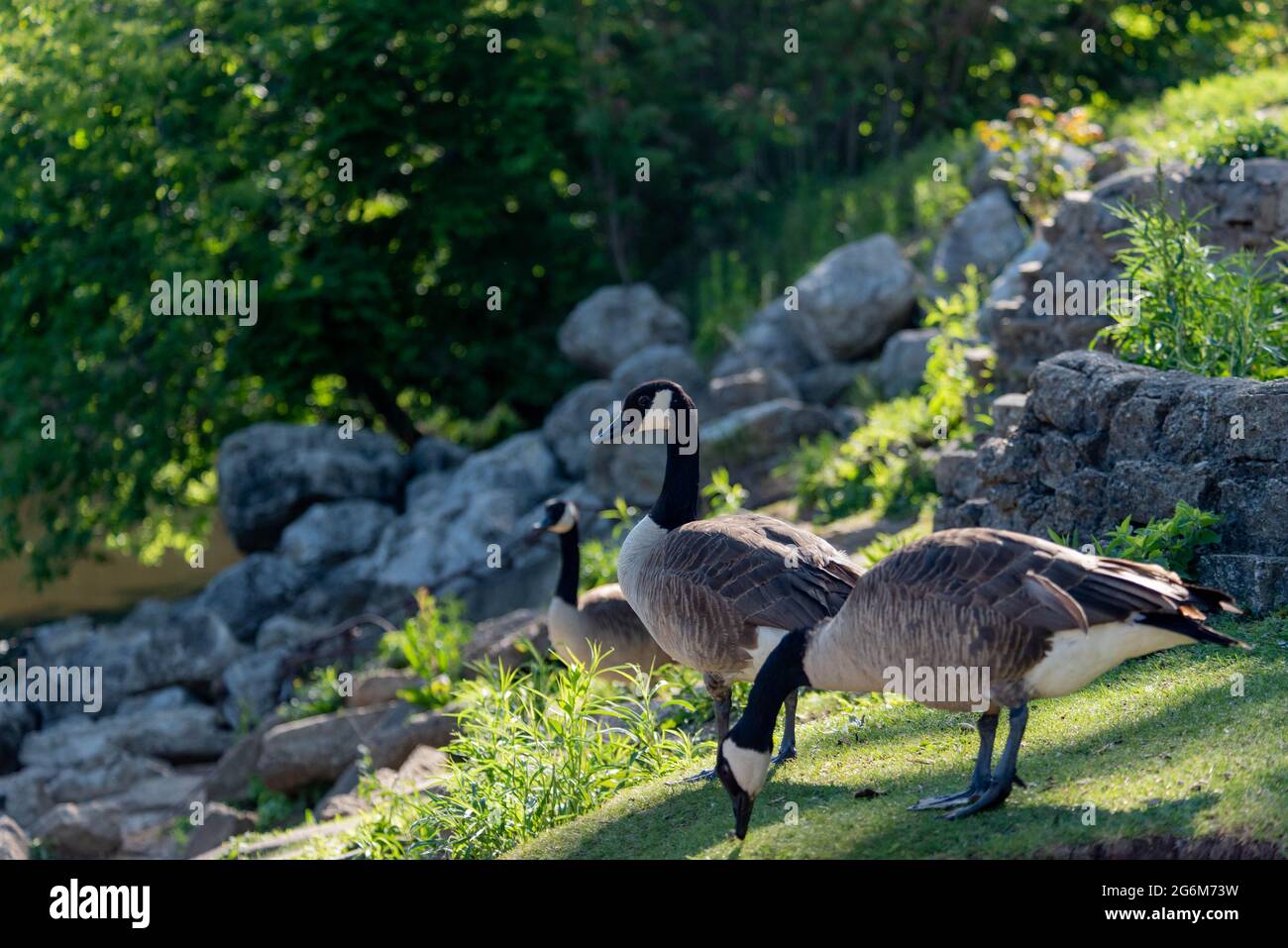 Pair feeding canada geese hi-res stock photography and images - Alamy