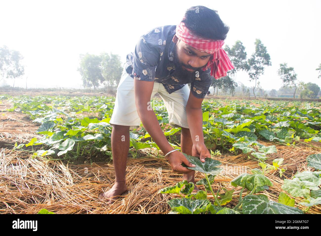 Indian farmer standing looking sky hi-res stock photography and images ...