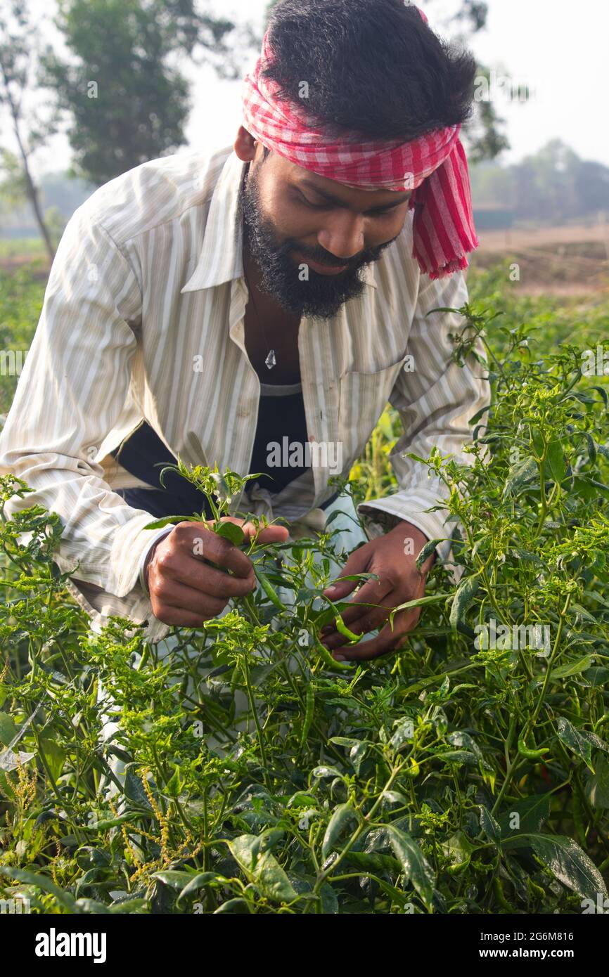 Indian Young Farmer working in their agriculture field Stock Photo - Alamy