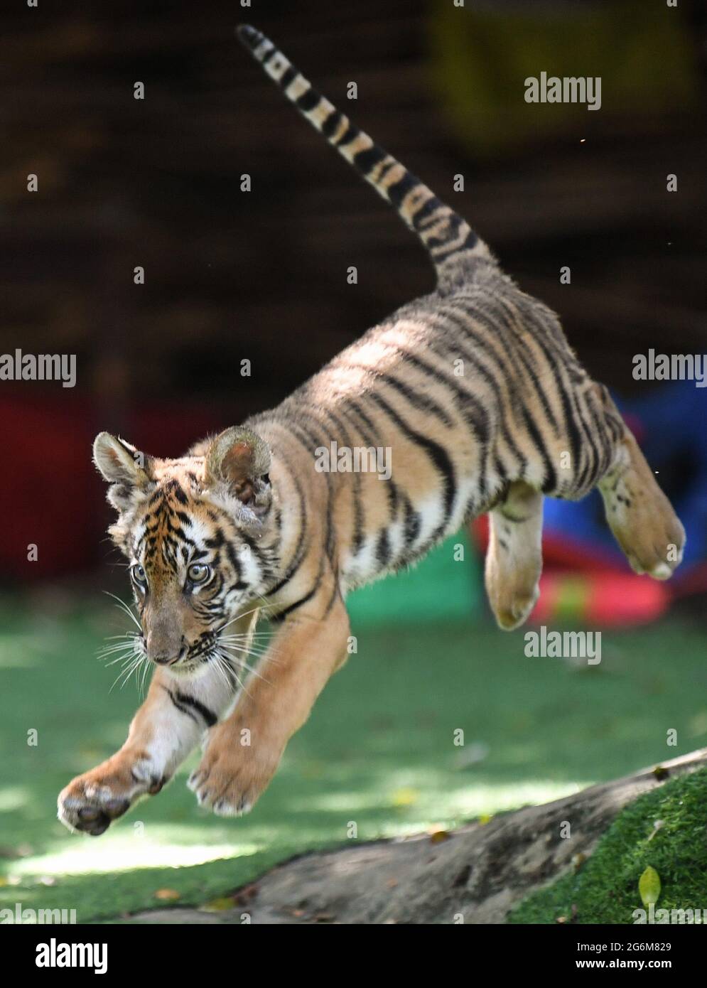 Shaoguan. 24th Mar, 2021. A cub of South China tiger has fun at the ...