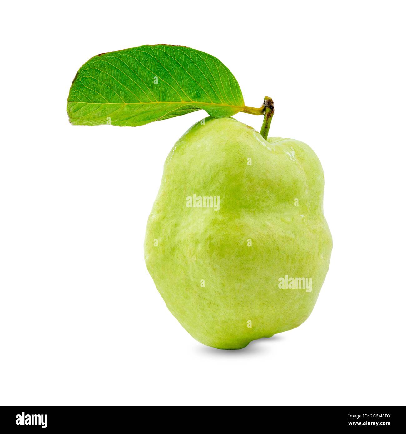 Single fresh guava with one leaf isolated on white background Stock ...