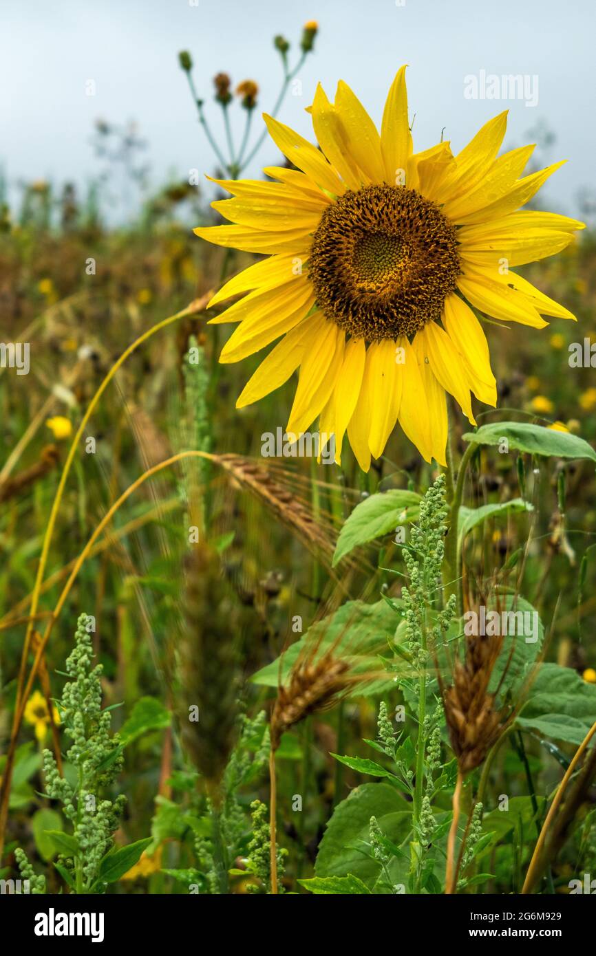 Close up of a single yellow sunflower erect in a field England Stock ...