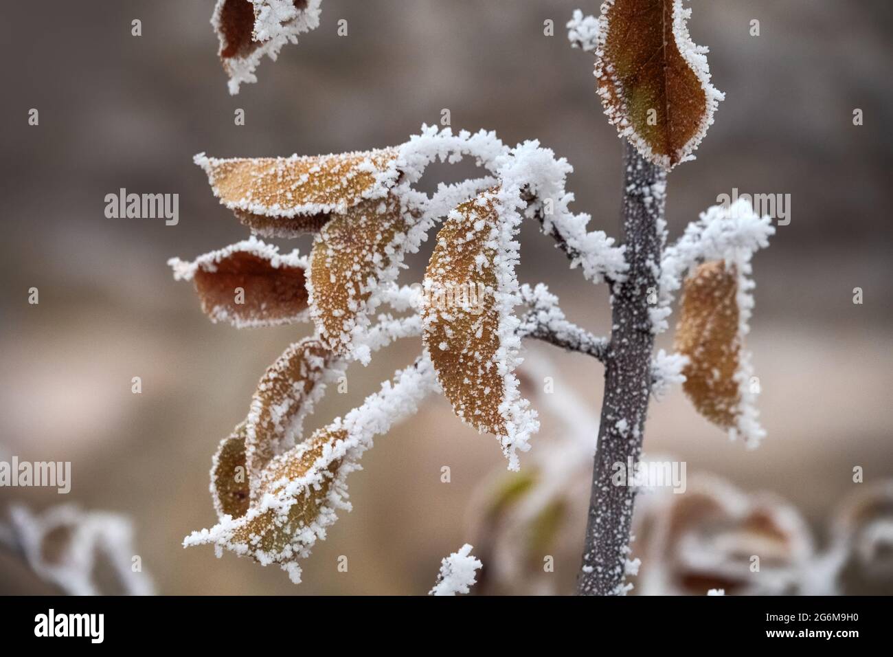 Freezer burn. The green leaves are covered with hoar frost ...