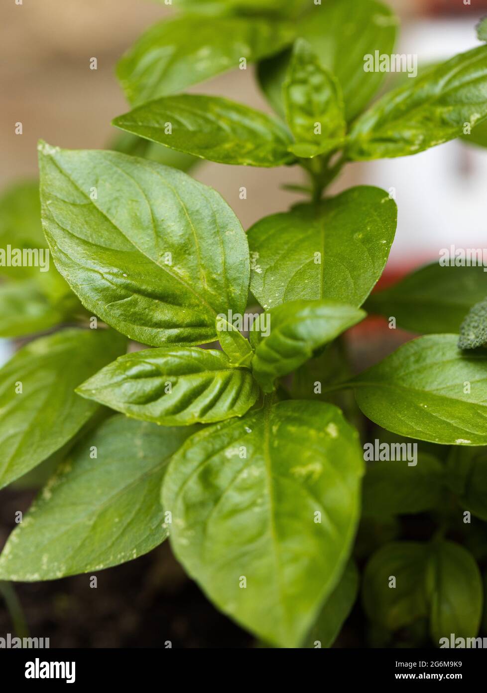 Benefits of basil leaves hi-res stock photography and images - Alamy