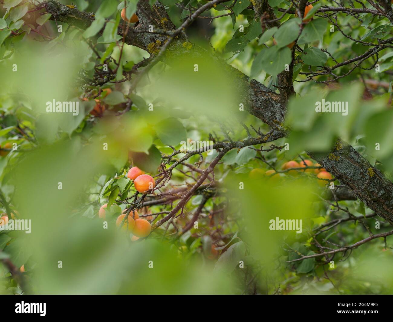A bunch of ripe apricots hanging on branch with green leaves. Selective ...