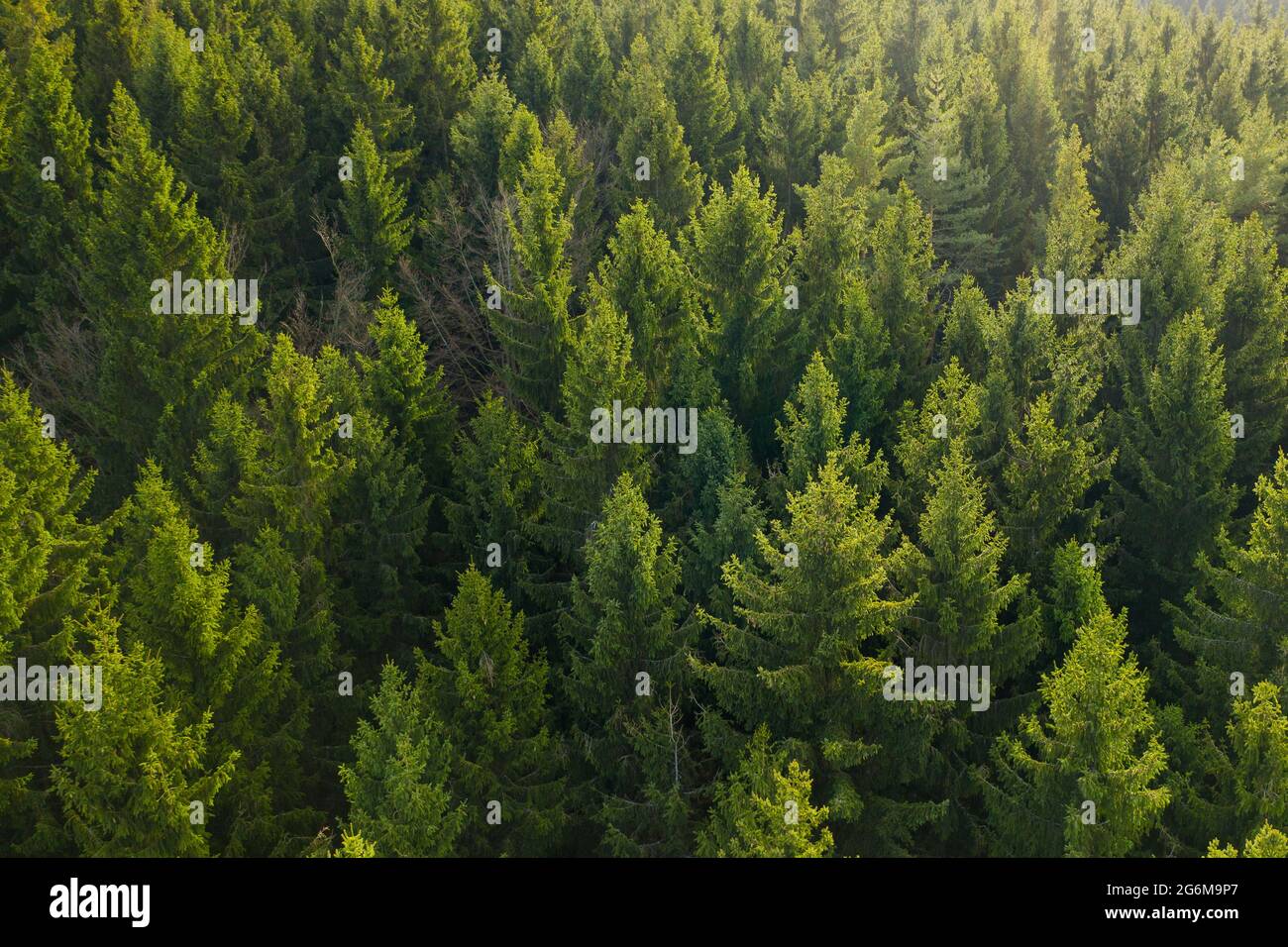 Aerial view of the top of pine trees. Green fur tree background Stock ...