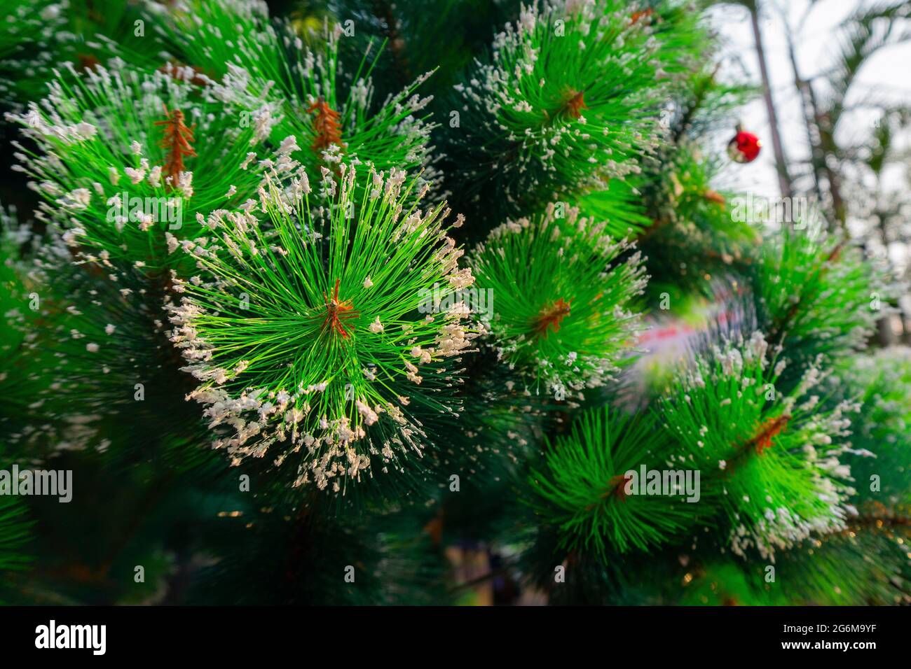 Panoramic shot christmas background hi-res stock photography and images ...