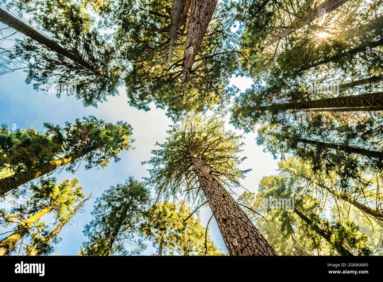 Looking up along the barks of conifers Lush green background image ...