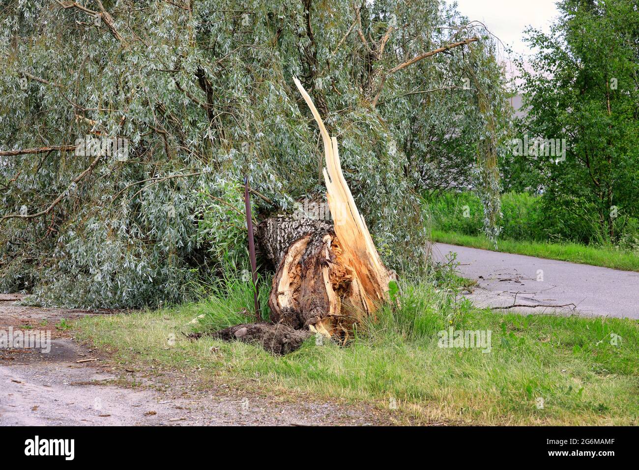 Fallen willow tree by Satamakatu street and bicycle path, caused by ...