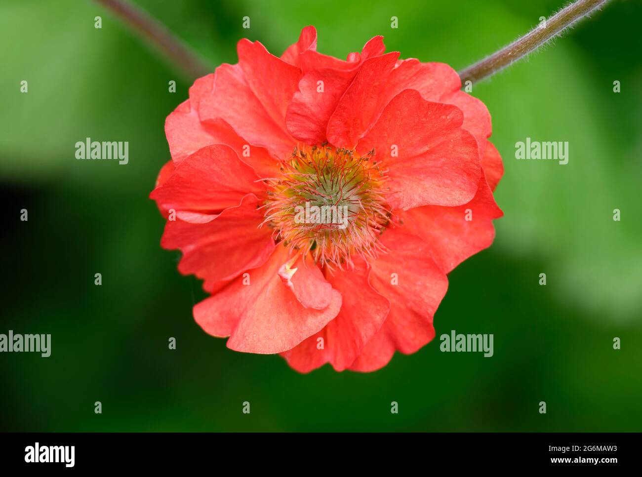 Flowers by species hi-res stock photography and images - Alamy