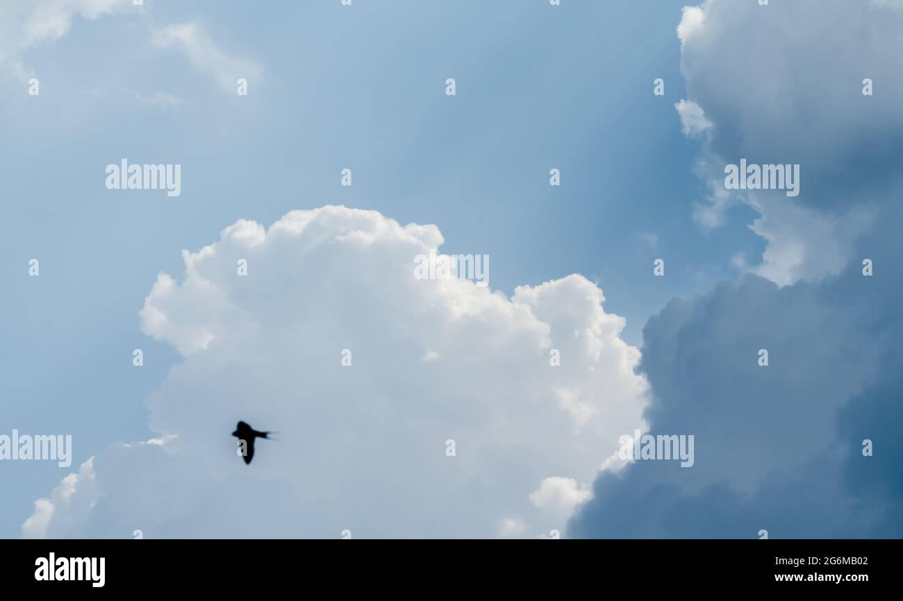 Clouds in the sky after a rain storm with a bird flying by, natural ...