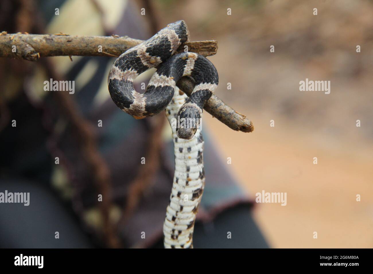 A snake holding a tree branch Stock Photo - Alamy
