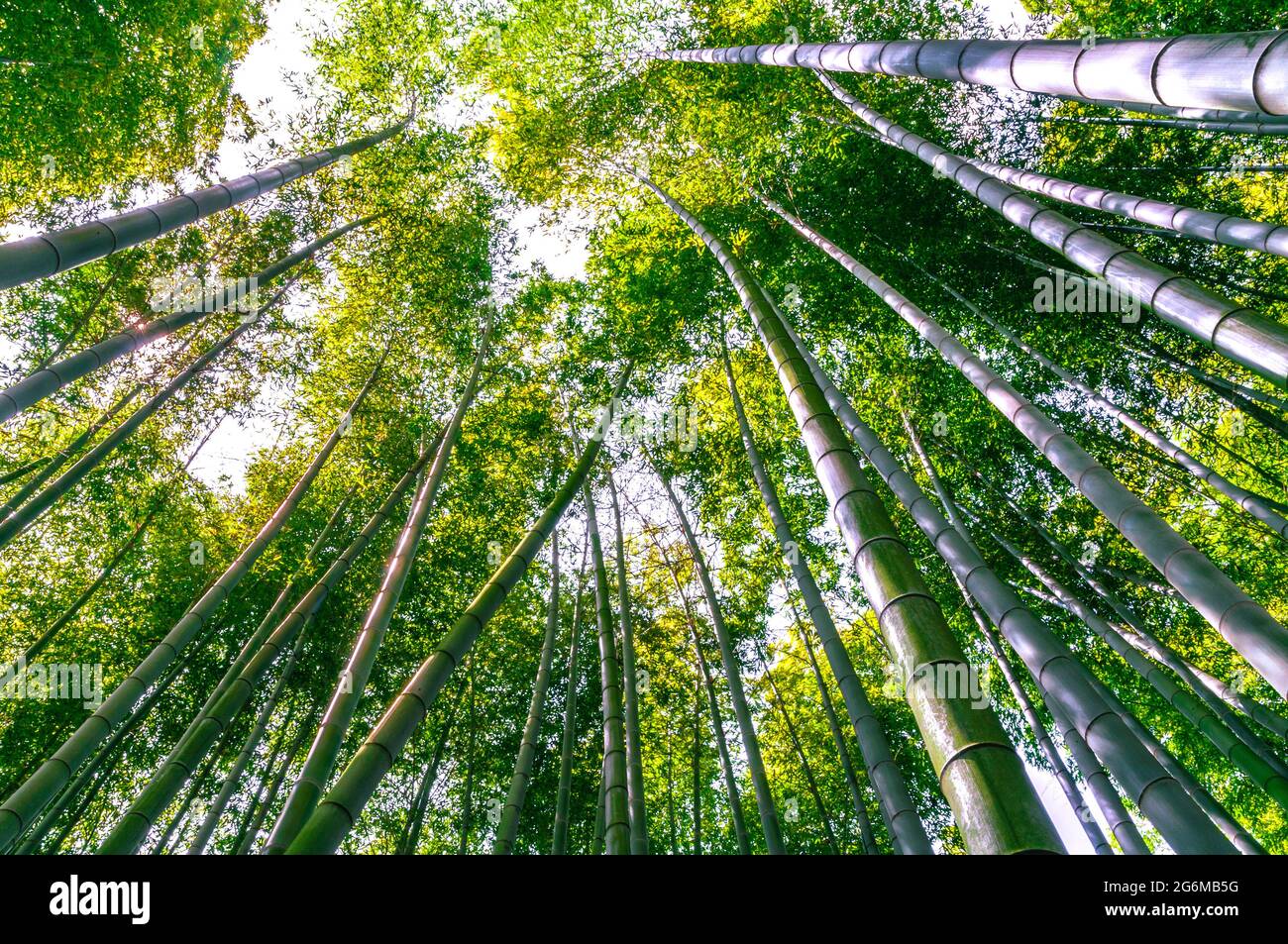 Bambo trees hi-res stock photography and images - Alamy