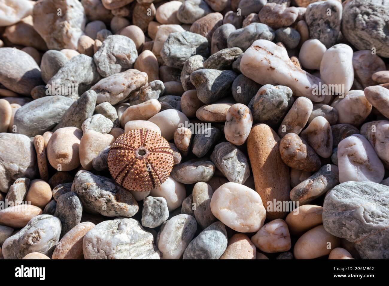 Pink sea urchin shell (skeleton) close-up on pebble stone beach on ...