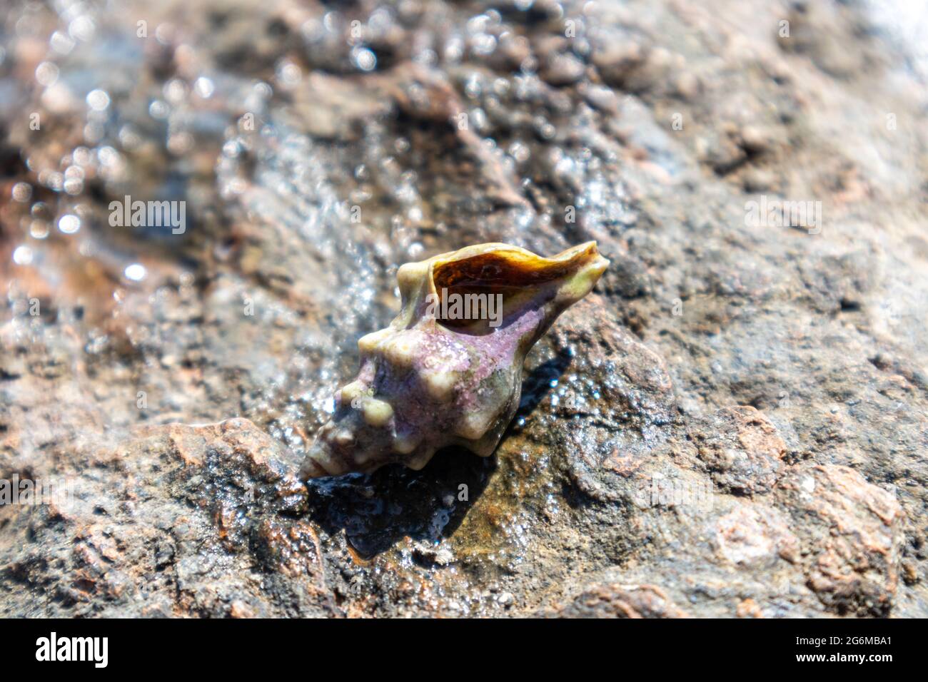 Crab Under The Sea High Resolution Stock Photography and Images - Alamy
