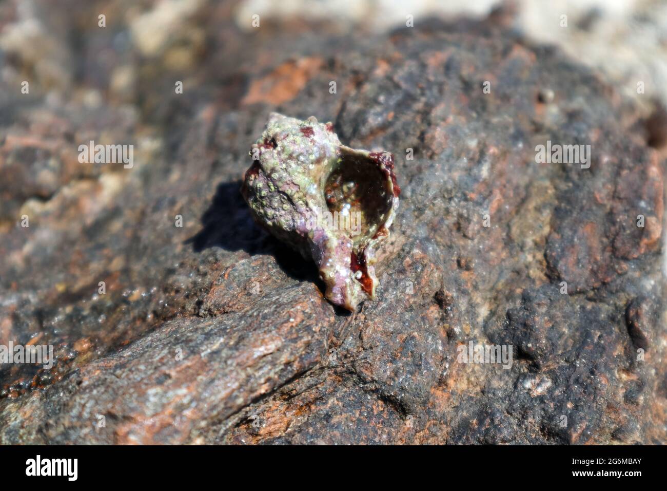 Hard shell crab hi-res stock photography and images - Alamy
