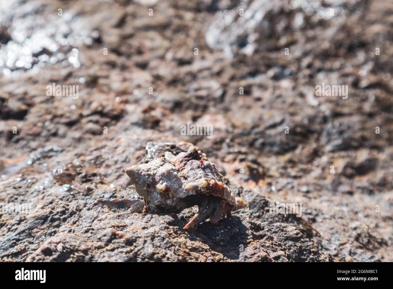Hermit crab hidden in mollusc hard shell close-up on rock textured ...