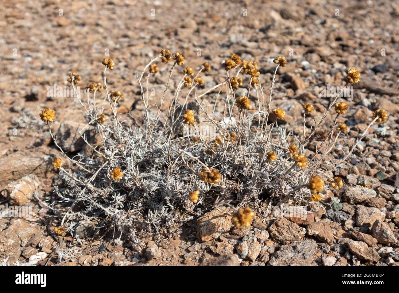 Wild Helichrysum arenarium grass bush on dry rocky ground close-up in ...