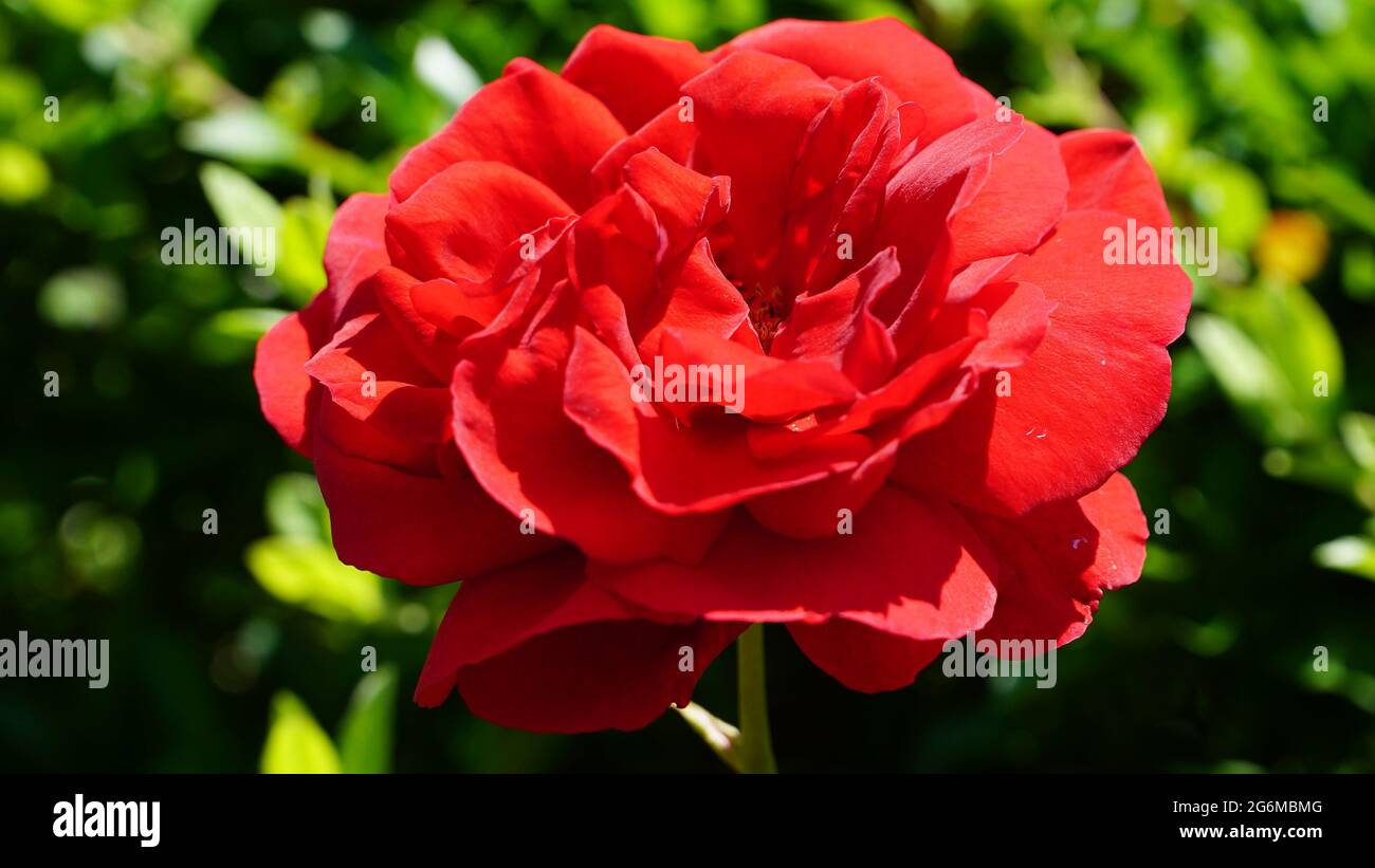 Bonn Germany June 2021 red flowering peony against green background in ...