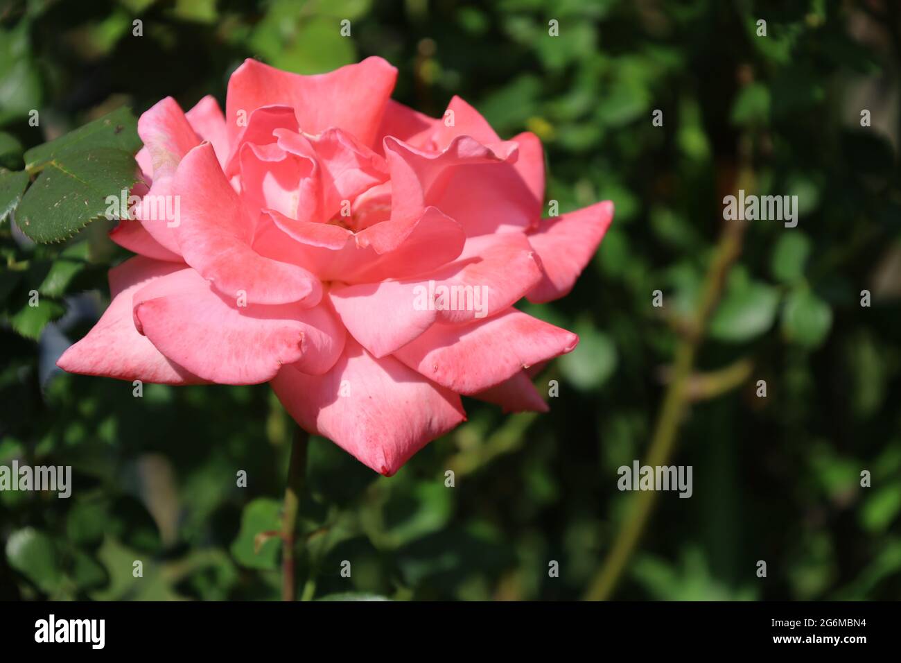 Bonn Germany June 2021 pink flowering peony against green background in ...