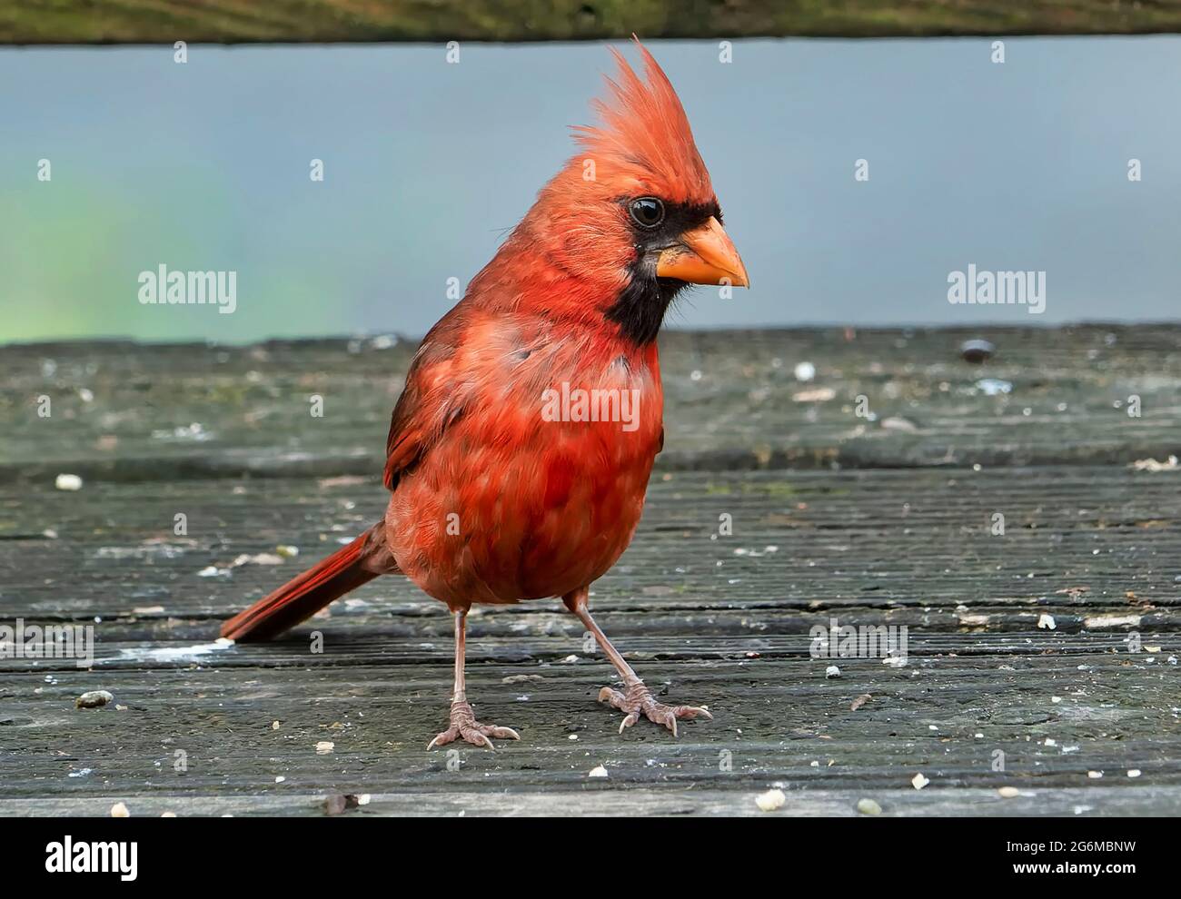 Northern Cardinal strolls along the surface of the backyard deck Stock ...