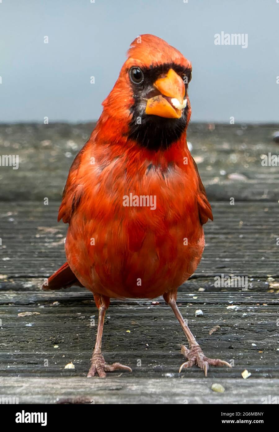 Northern Cardinal strolls along the surface of the backyard deck Stock ...