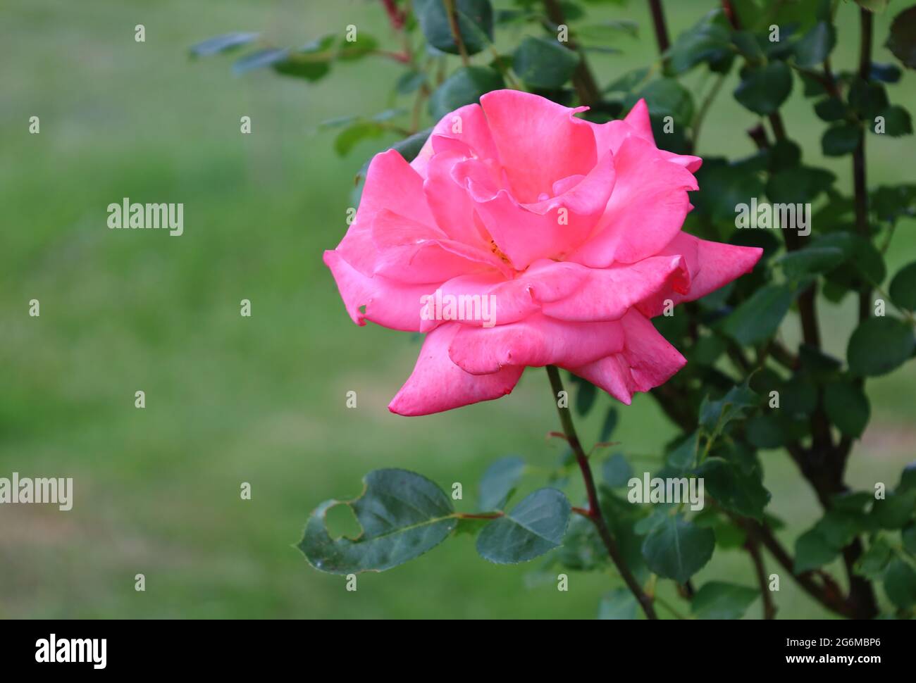 Paeonia june rose flowers hi-res stock photography and images - Alamy
