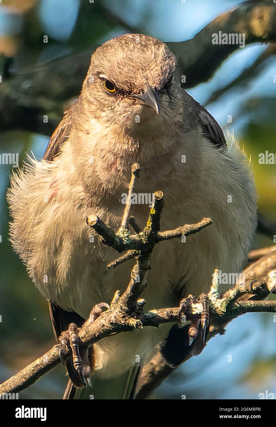 Northern Mockingbird perches high up in a tree Stock Photo - Alamy