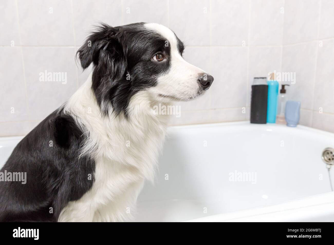 Funny indoor portrait of puppy dog border collie sitting in bath gets ...