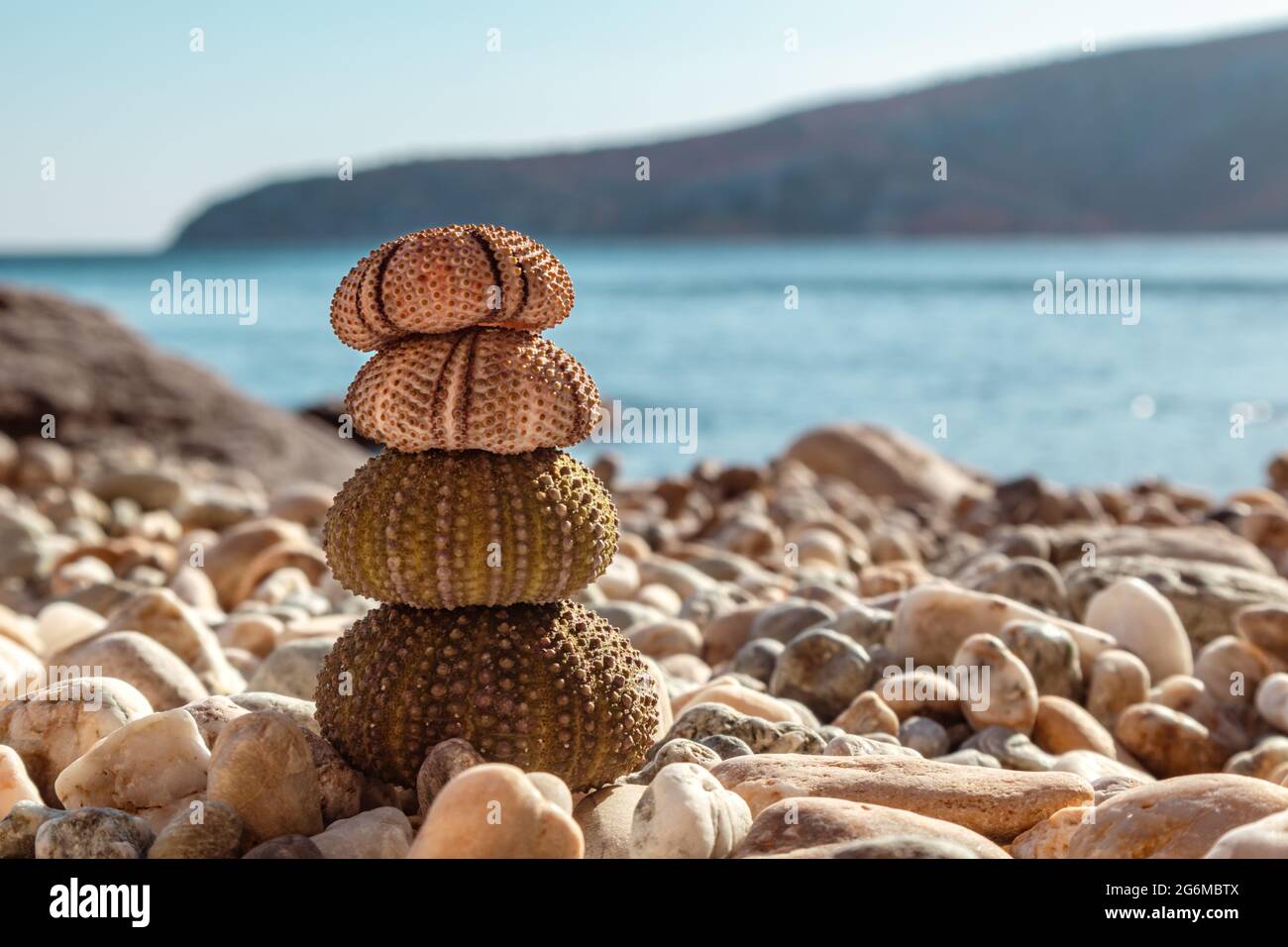 Colorful sea urchin shells (skeletons) close-up on pebble stone beach ...