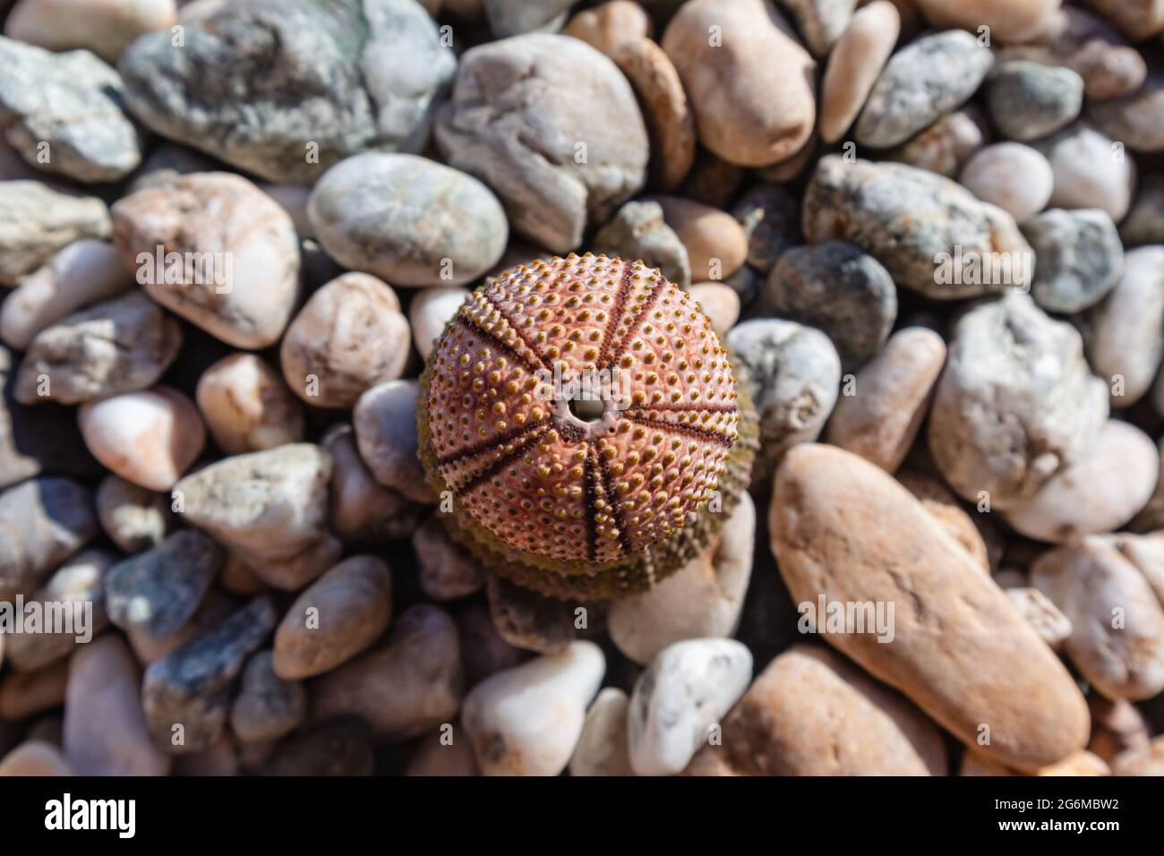 Skeleton top hi-res stock photography and images - Alamy
