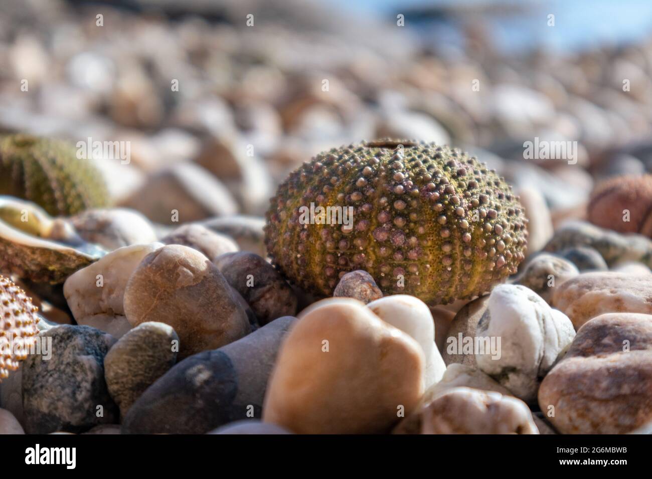 Colorful sea urchin shells (skeletons) close-up on pebble stone beach ...