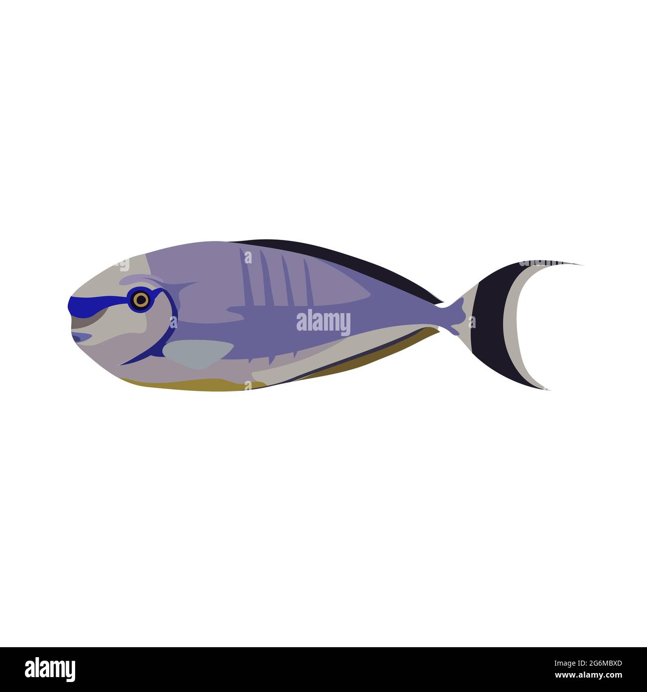 Cartoon illustrations of surgeon fish isolated on white background ...