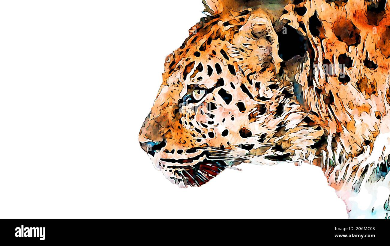 Digital watercolor and ink portrait of a leopard isolated on a white ...