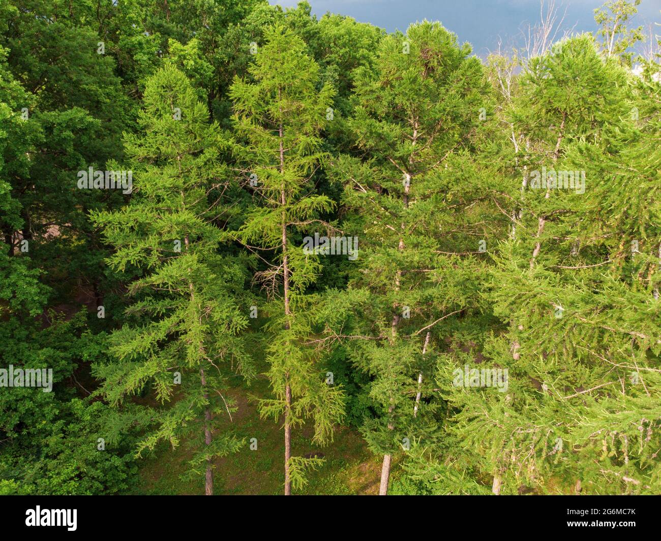 Spruce green tall young fur trees in forest, aerial sunny view from ...