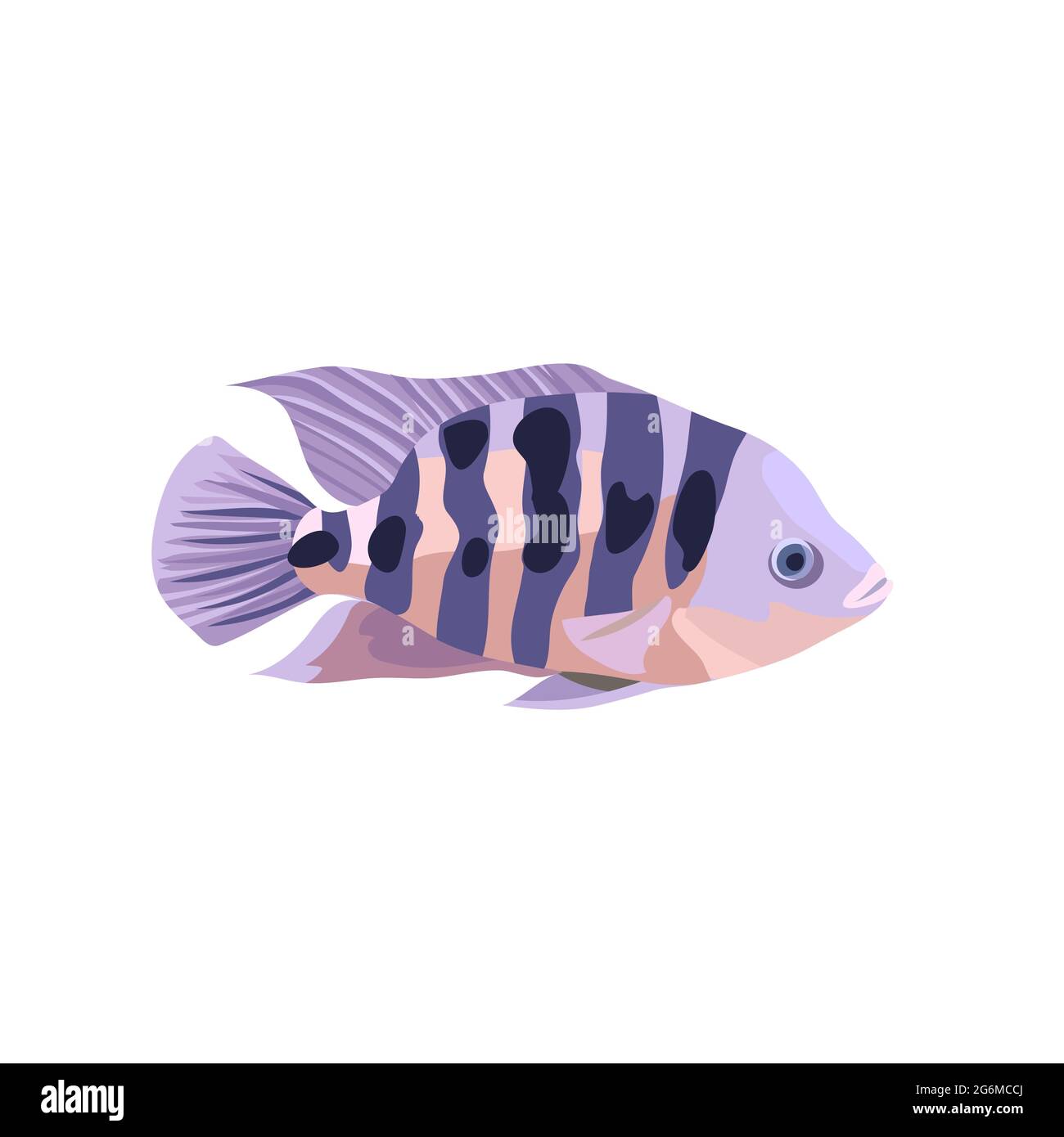 South america cichlid tropical Stock Vector Images - Alamy